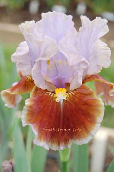 Intermediate Bearded Iris – tagged "intermediate bearded iris" – South Jersey Iris