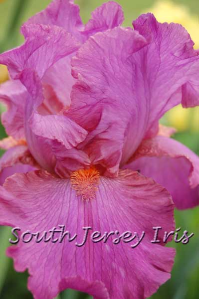 Tall Bearded Iris- J-K – Page 2 – South Jersey Iris