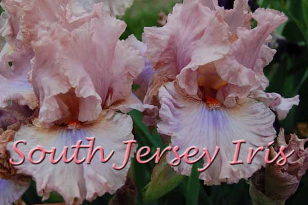 Tall Bearded Iris- N-O – Page 2 – South Jersey Iris