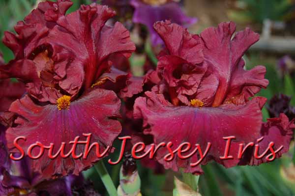 Tall Bearded Iris- Q-R – South Jersey Iris