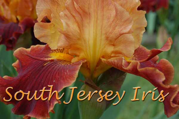 Tall Bearded Iris- S – South Jersey Iris