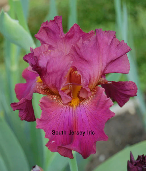 Tall Bearded Iris- U-Z – South Jersey Iris