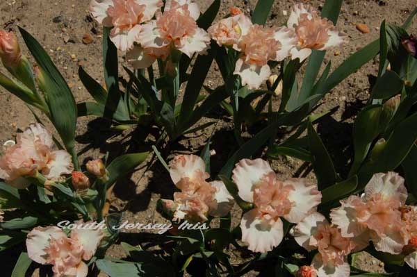 Blushing Diamond – South Jersey Iris