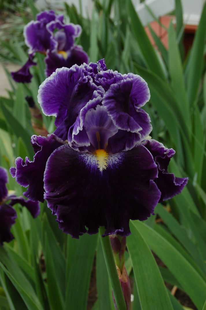 Dark Universe – South Jersey Iris