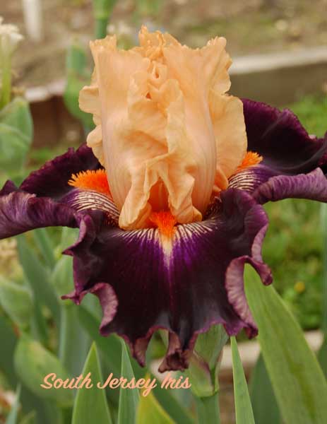 Irresistible Charm – South Jersey Iris