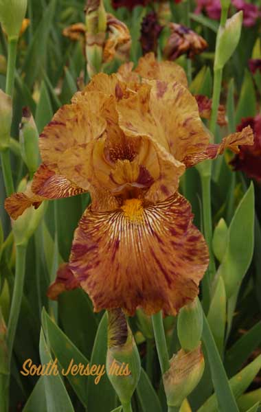 Tall Bearded Iris- J-K – South Jersey Iris