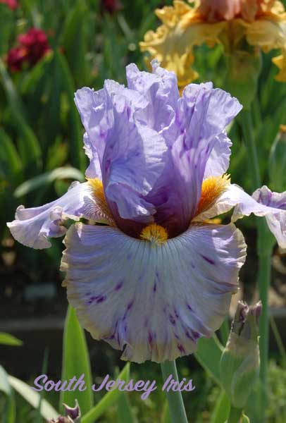 Mad Science – South Jersey Iris