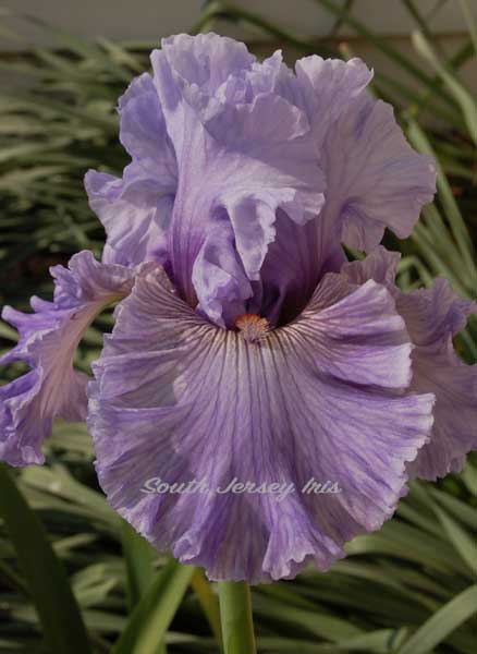 Ocean Liner – South Jersey Iris
