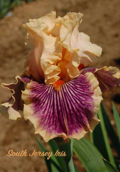 Reality Check – South Jersey Iris