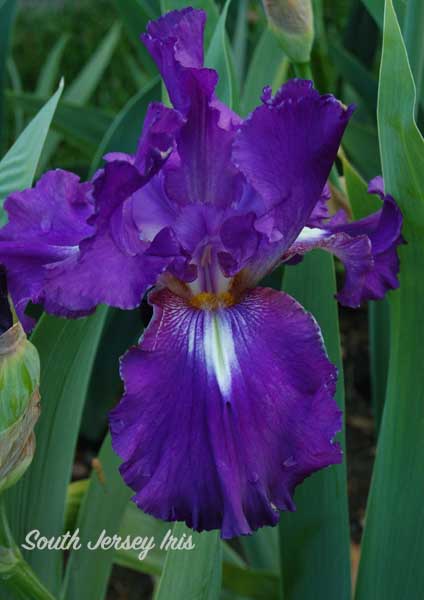 Thor's Lightning Bolt – South Jersey Iris
