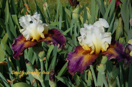 Tall Bearded Iris- T – Page 2 – South Jersey Iris