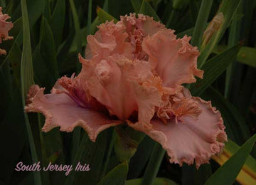 Tall Bearded Iris- U-Z – South Jersey Iris