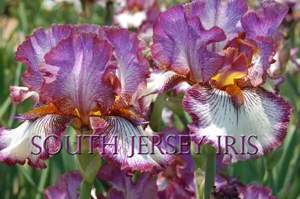 Apollo One – South Jersey Iris