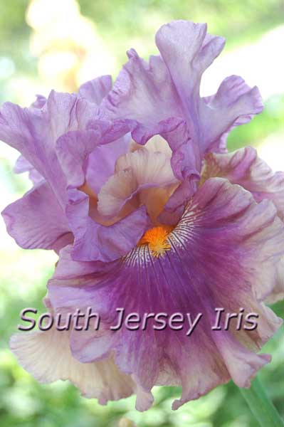 Berry Scary – South Jersey Iris