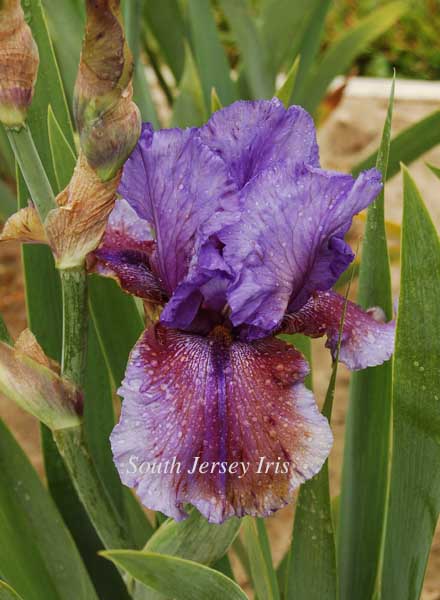 Comic Opera – South Jersey Iris