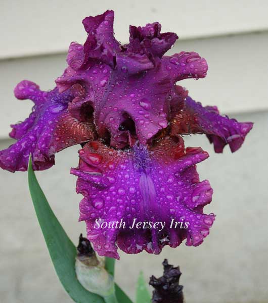 Feast Of Kings – South Jersey Iris