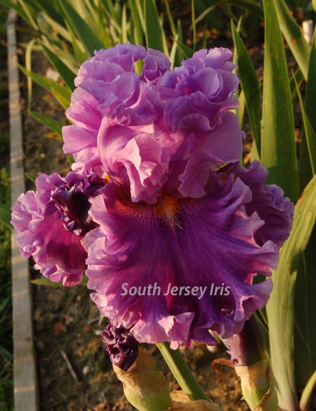 Foreign Scandal – South Jersey Iris