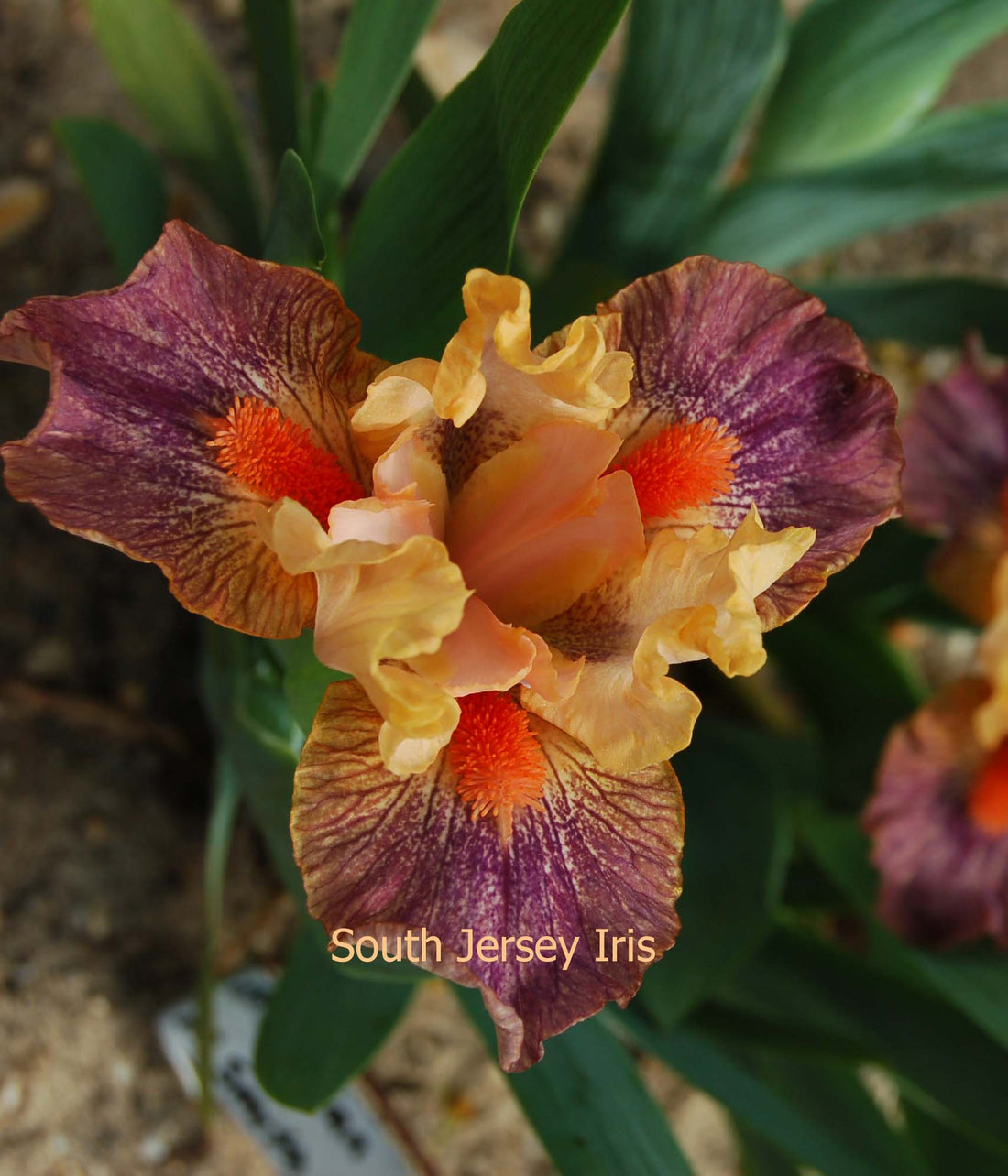 Martian – South Jersey Iris