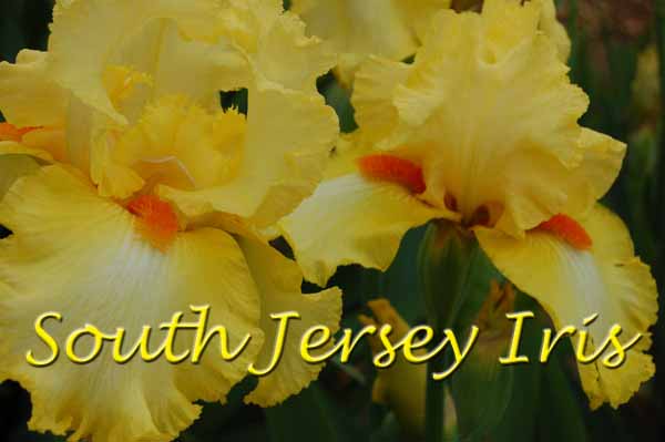 Martile Rowland- Bushnell, 2000 – South Jersey Iris