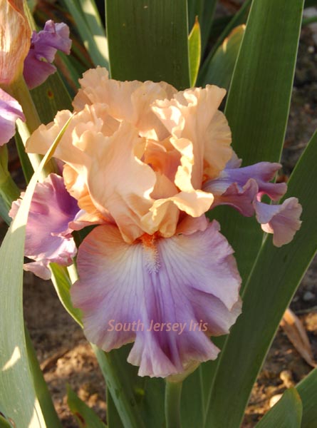 Musical Chairs – South Jersey Iris