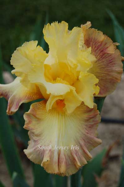 Raspberry Lemonade – South Jersey Iris