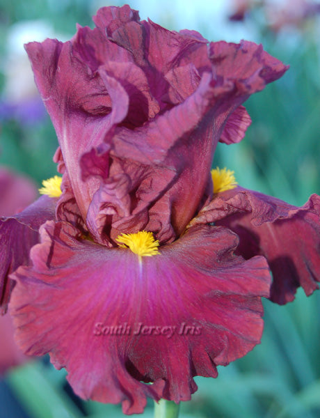 Ruby Baby – South Jersey Iris