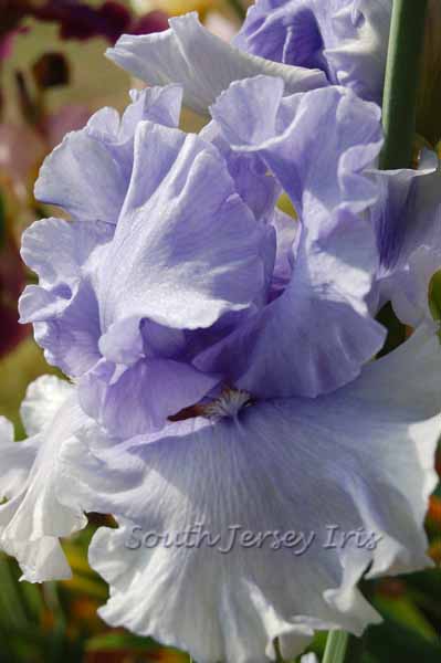 Tall Bearded Iris- T – South Jersey Iris