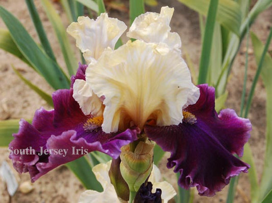 Tall Bearded Iris- T – Page 2 – South Jersey Iris